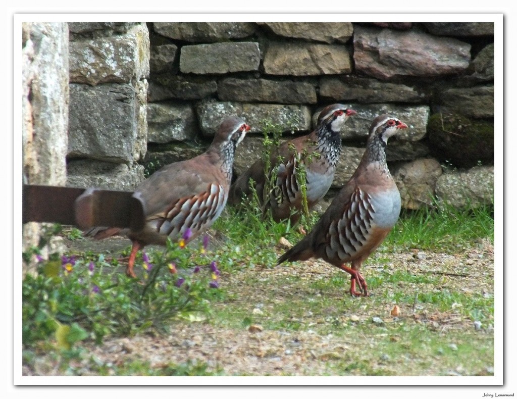 perdrix | Blog du Talmondais