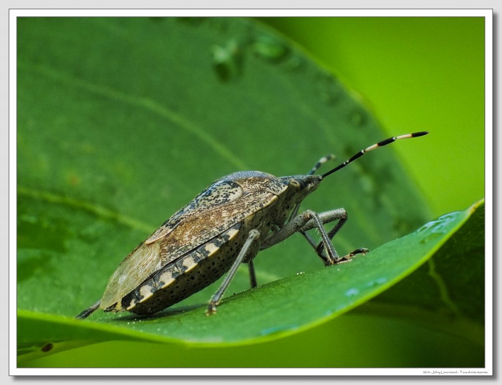 Insecte | Blog du Talmondais